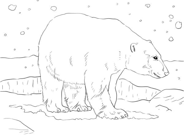 Arctic Animals Coloring Pages (10 Free Printable PDFs)